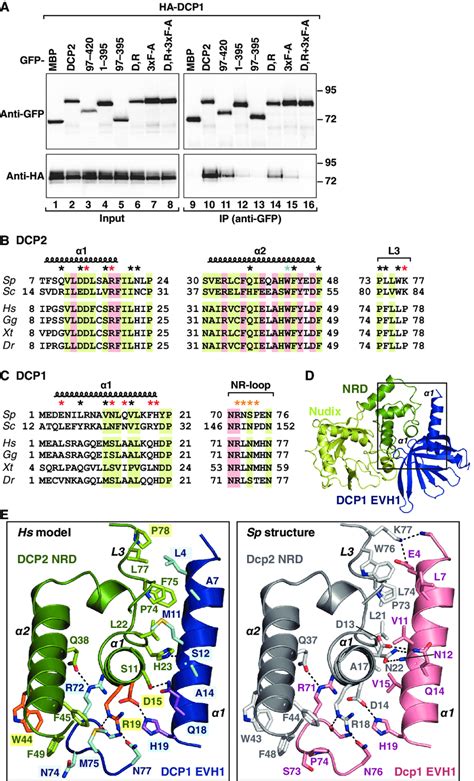 The Interaction Of Dcp2 With Dcp1 Requires The Nrd And The Feb Motif