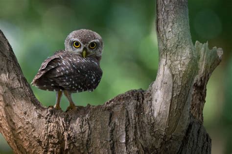 Owlet