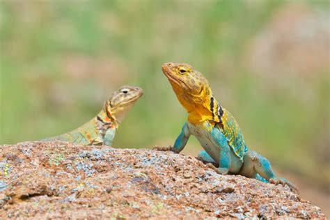 Eastern Collared Lizard Female
