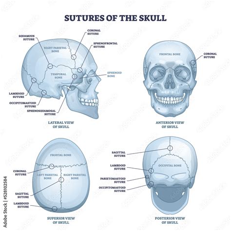 Skull Sutures Labeled