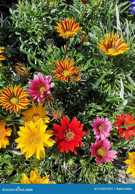 Beautiful Gazania In Various Colours Stock Image Image Of Season