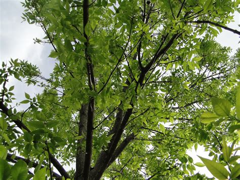 Red Ash Tree Sales