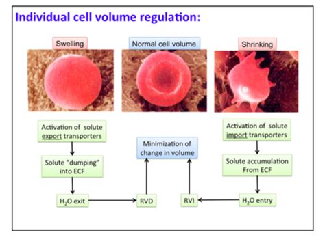 Renal Set Ii Flashcards Quizlet