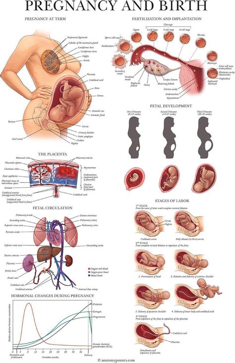 Pregnancy And Birth Anatomy Poster Anatomical Chart Of Pregnant