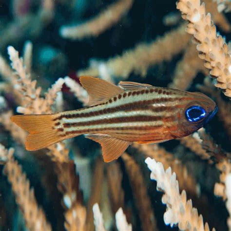 Orange Lined Cardinalfish Roxy Aquarium