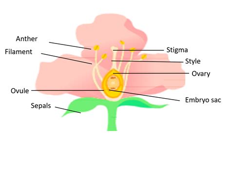 For Self Pollination A Flower Should Bea Asexualb Monosexualc