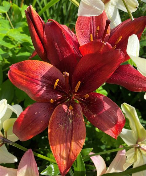 Lily Flower Red Free Photo On Pixabay Pixabay