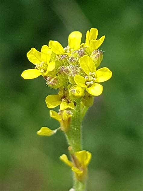 Rauke Weg Rauke Wildkräuter Bestimmen And Verwenden