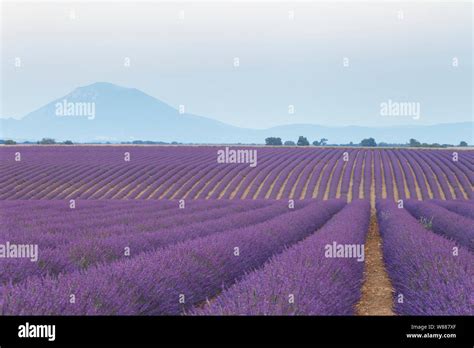 Lavender Fields On The Plateau De Valensole In Provence France Stock