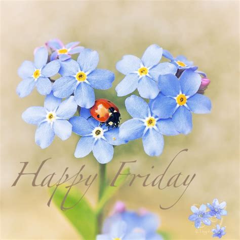 Happy Friday With A Ladybug On Blue Flower