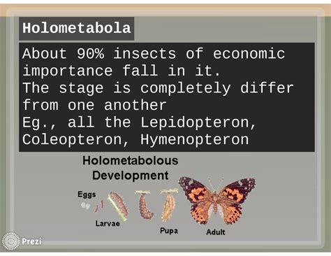 Classification Of Insect Pest Pdf Beekeeping Hobbies And Interests