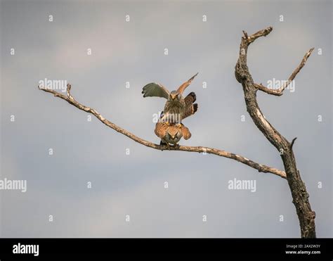 Kestrel Falco Tinnunculus Male And Female Mating In Dead Tree