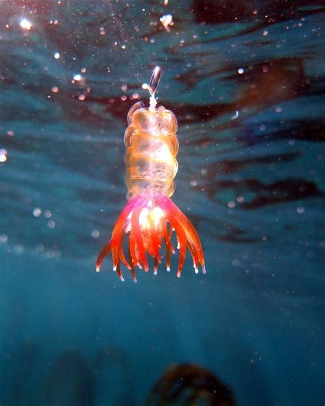 Rohit Khatua On Linkedin Marinebiolife