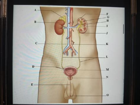 Urinary System Organs Diagram Quizlet