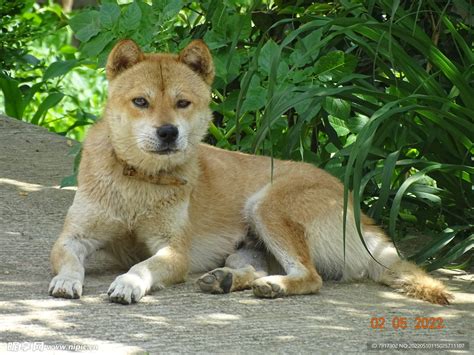 中华田园犬摄影图家禽家畜生物世界摄影图库昵图网