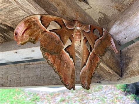 I Raised A Wax Worm Into A Moth Rmoths