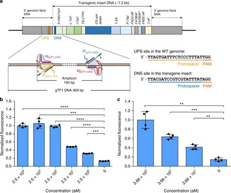 A Crisprcas9 Triggered Strand Displacement Amplification Method For Ultrasensitive Dna