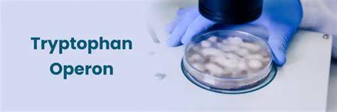 How Tryptophan Operon Works A Beginners Overview