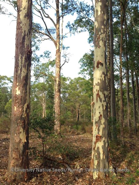 Corymbia Maculata Syn Eucalyptus Maculata Spotted Gum Diversity