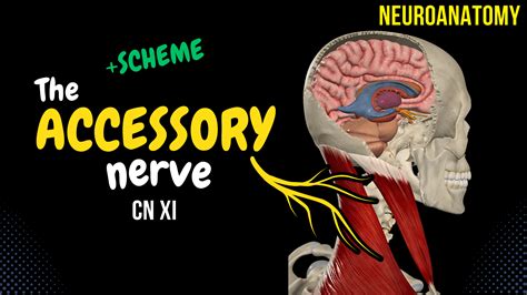 Neurology Taimtalksmed Medicine Lectures Notes And Illustrations