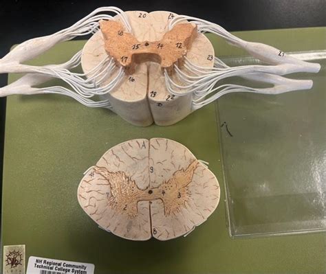Spinal Cord Cervical Enlargement Lumbar