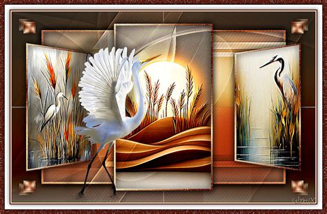 Échassier Colybrix Graphisme