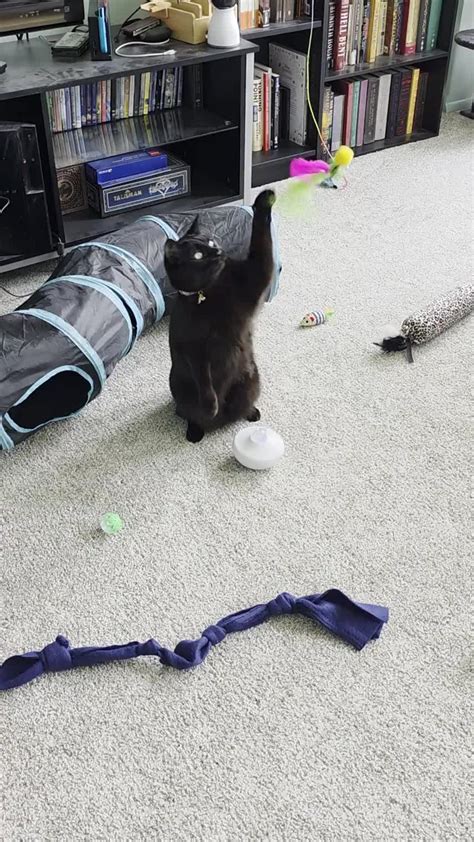 Caturday Nyx Post Toys And Gremlin Energy Oh My Album On Imgur