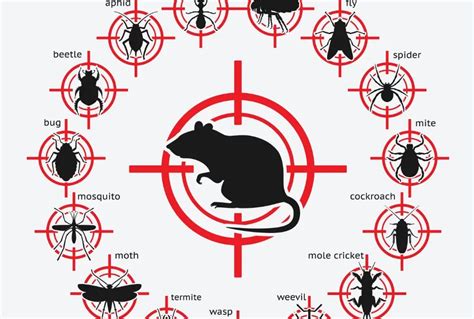Critters And Pests Pest Critter Control Service Spring Tx