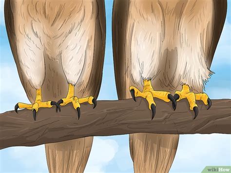 Do Hawks Mate For Life Breeding Nesting And Family Life