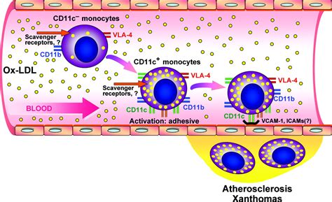 Functional Role Of Cd11c Monocytes In Atherogenesis Associated With