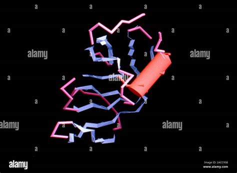 Lysozyme Molecule Computer Graphic Of A Molecule Of The Anti Bacterial