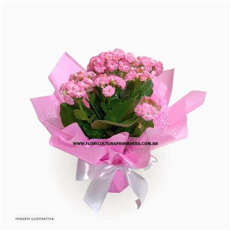 Embeleze Seu Ambiente Com Flor Da Fortuna Cor De Rosa