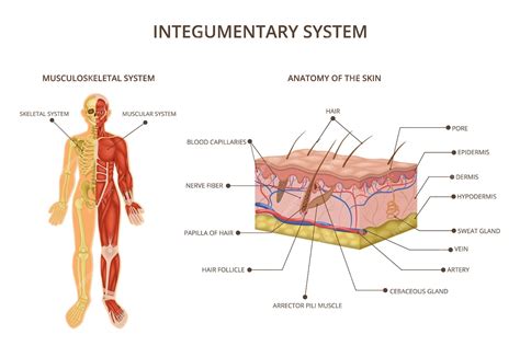 Premium Vector Human Body Organ Systems Composition With