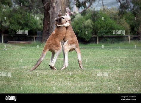 The Two Male Kangaroos Are Fighting Over Who Will End Up Mating With