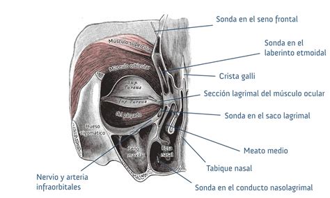 Músculo Orbicular Del Ojo Anatomía Función Y Correlaciones Clínicas