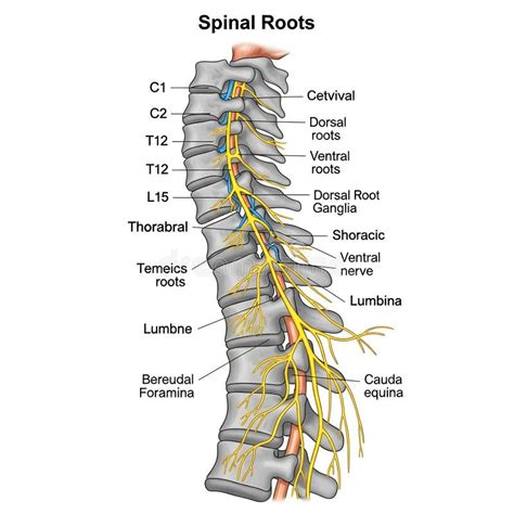 Thoracic Spine Nerve Roots