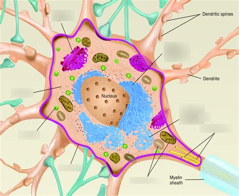 Biopsych Exam 1 Ch 2 Continued Diagram Quizlet