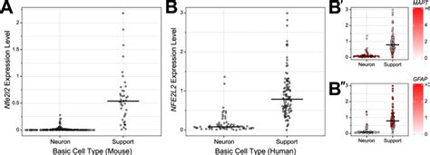 Nfe2l2 Expression In Neurons Versus Support Cells A Dot Plot