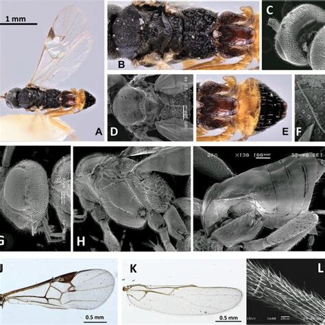 Microplitis Idressae Sp Nov Male A G Habitus A Dorsal View G Lateral Download Scientific