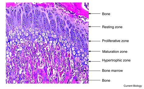Endochondral Ossification A Delicate Balance Between Growth And