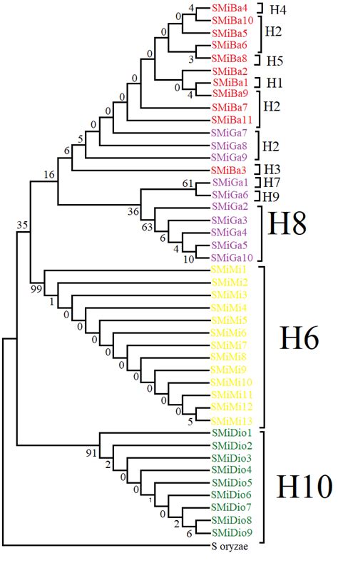 phylogenetic trees maximum likelihood method a neighbor joining