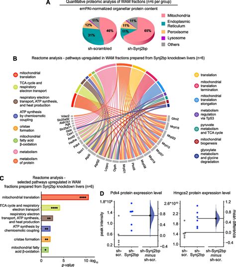 Synj2bp Silencing In The Mouse Liver Upregulates Mitochondria Fatty