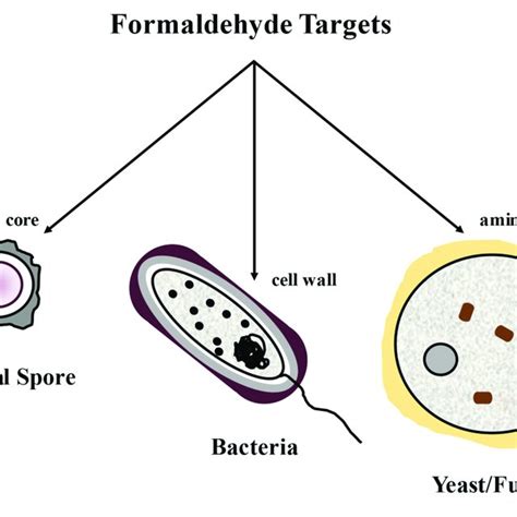 The Impact Of The Use Of Formaldehyde On Bacterial Spores Bacteria