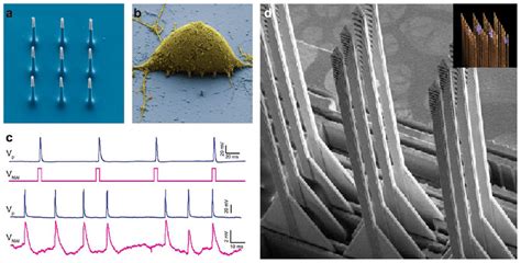 Three Dimensional Nanoelectrode Array 3d Nea For In Vivo Download Scientific Diagram