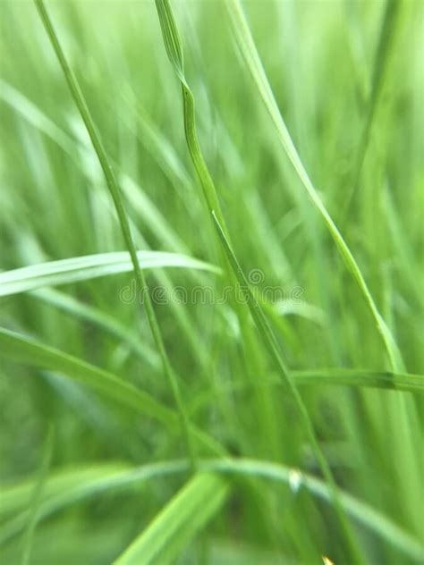 A Zoom Into The Secret Life Of Grass Stock Image Image Of Environment