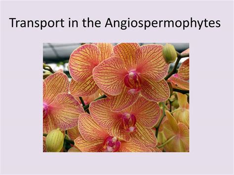 Ppt Plant Science Hl Powerpoint Presentation Free Download Id2160577