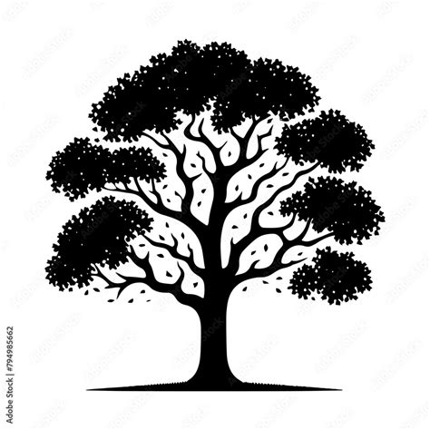 Sycamore Tree Vector Silhouette Portraying The Graceful Presence Of Sycamore Tree Illustration