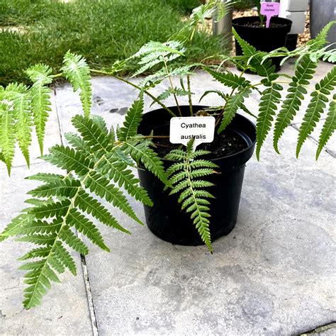 Plant Faqs Cyathea Australis