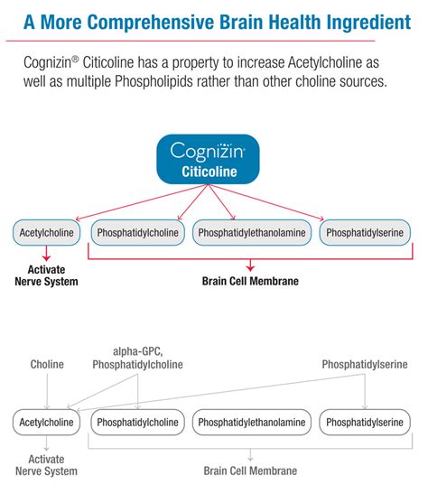 Oral Citicoline Improves Brain Health Glutathione Powder Nmn Raw