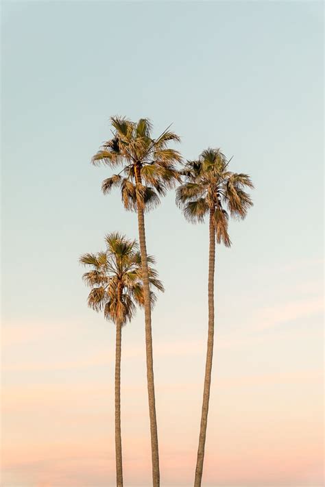 Sunset Palms La Jolla Palm Tree Sunset Beach Palm Trees Background